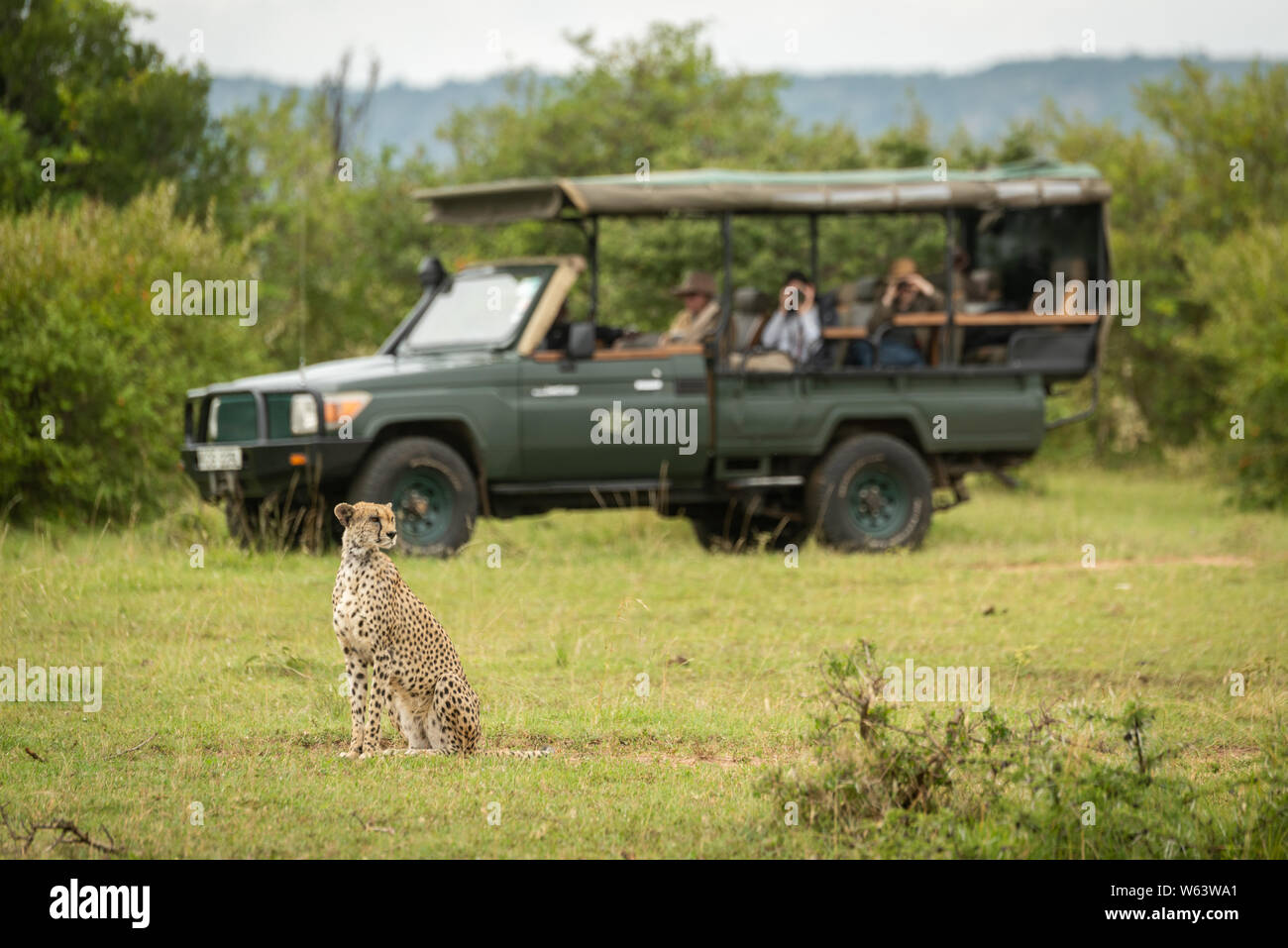 Cheetah truck hi-res stock photography and images - Alamy