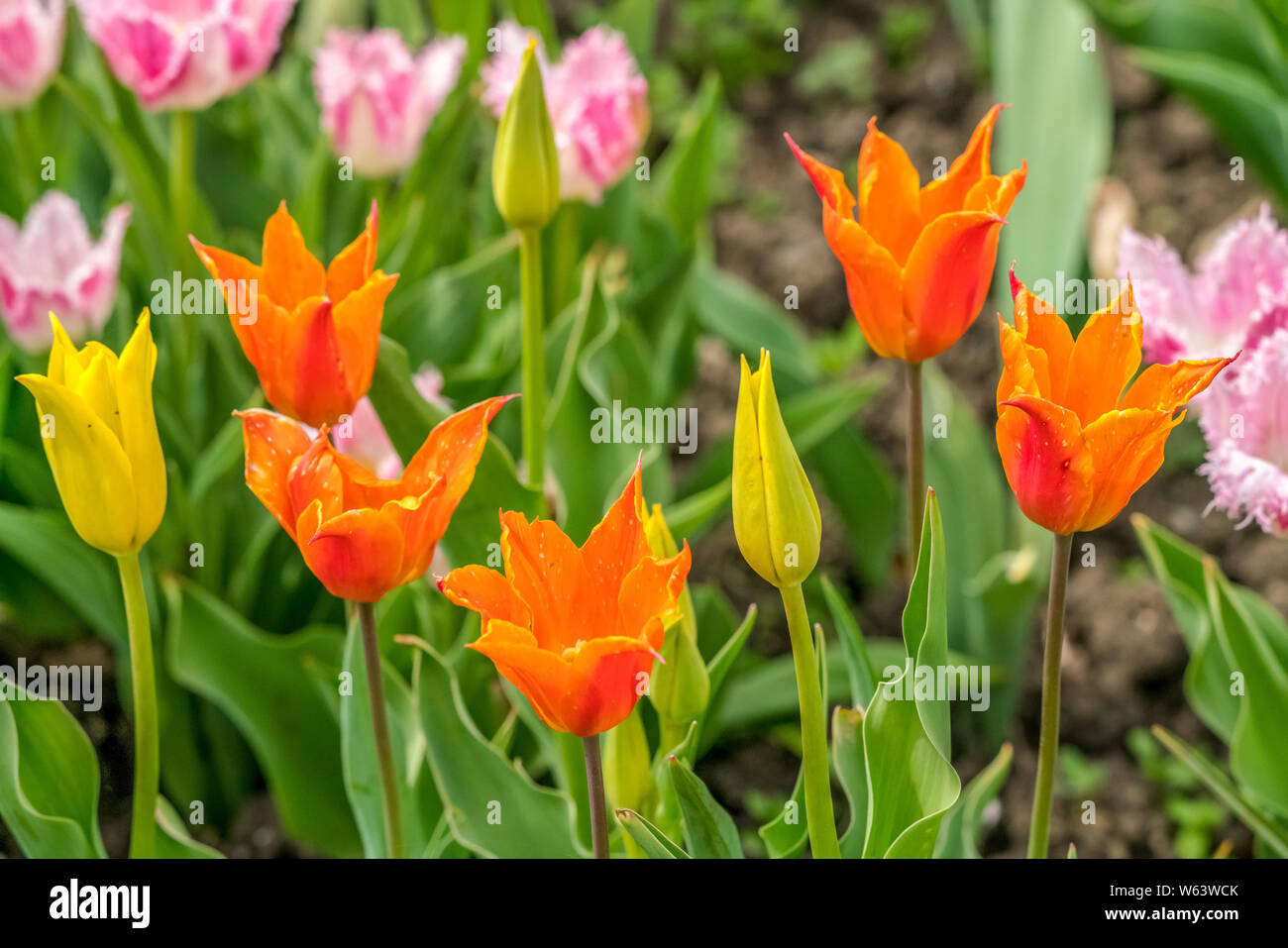 Tulips group hi-res stock photography and images - Alamy