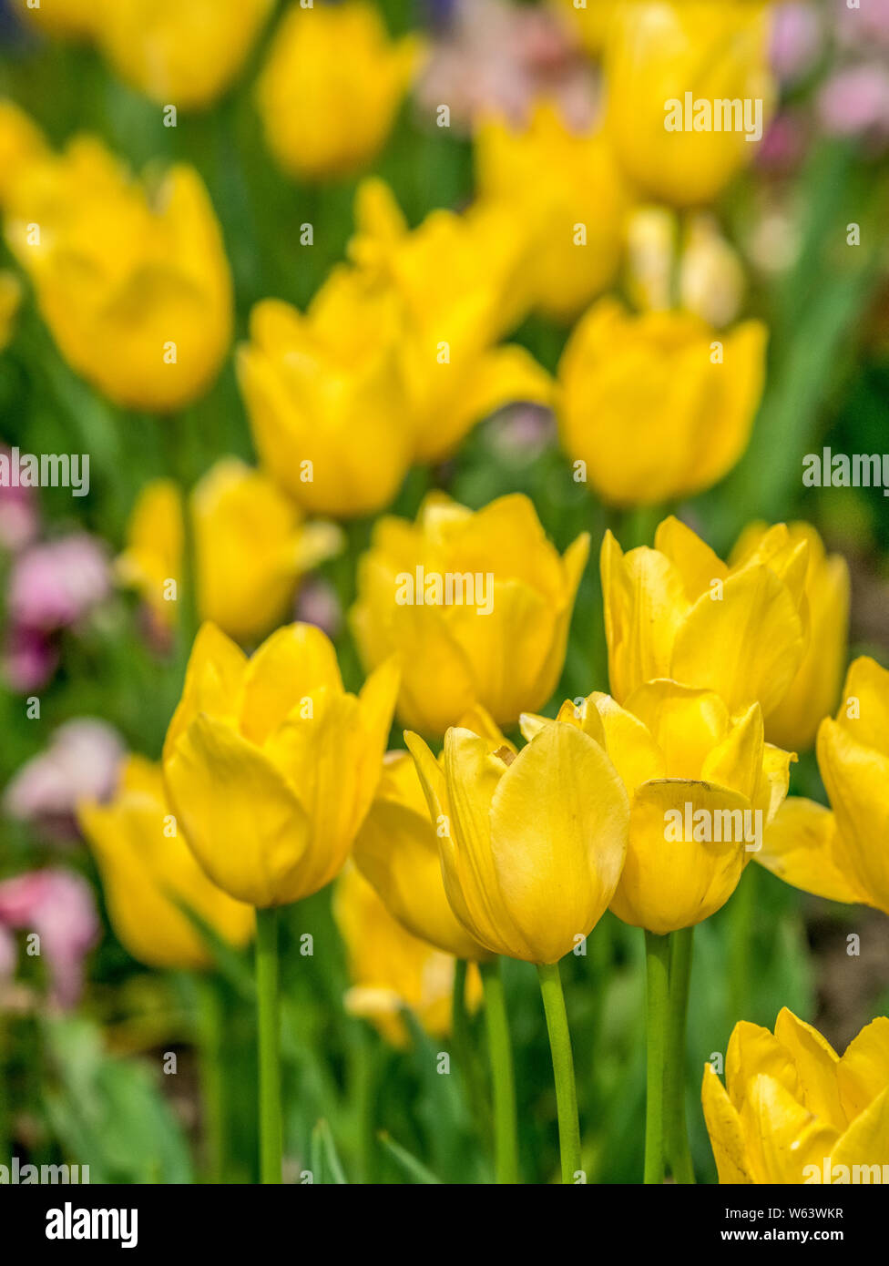 Group of beautiful yellow tulips in a garden Stock Photo - Alamy