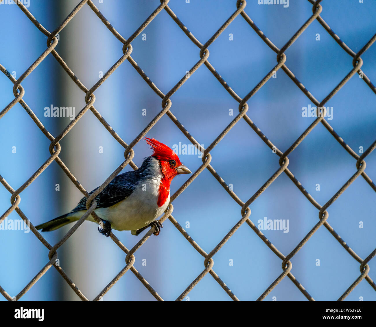 Cardinal crest head hi-res stock photography and images - Alamy