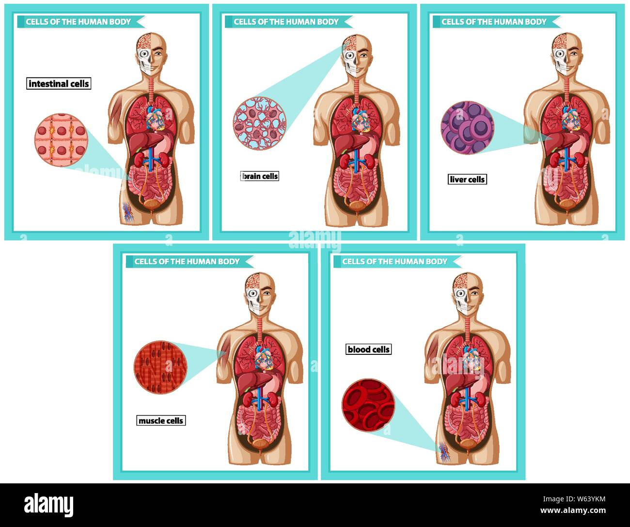 Scientific medical illustration of cell types illustration Stock Vector ...