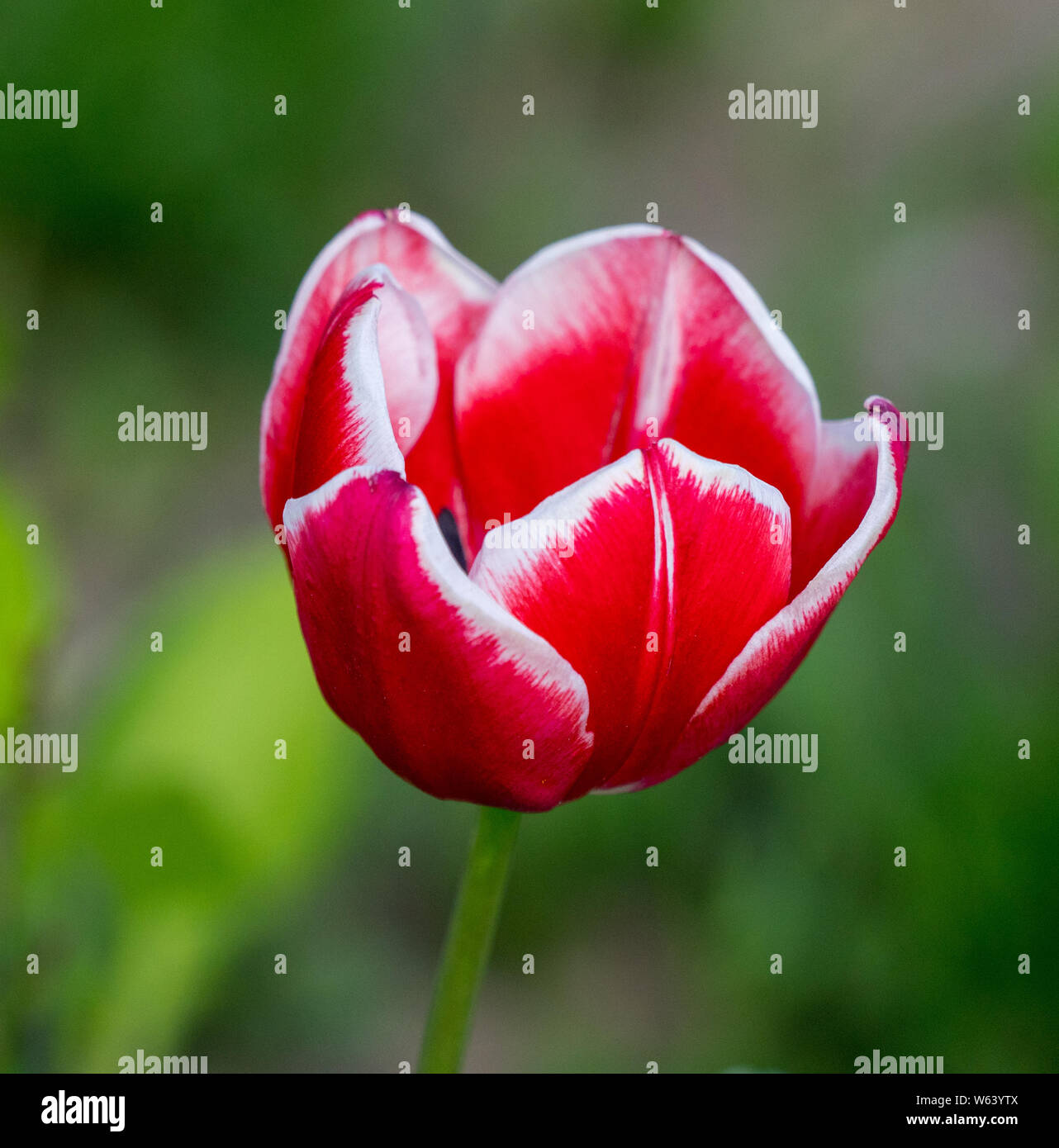 Closeup of beautiful red tulip in a garden Stock Photo - Alamy