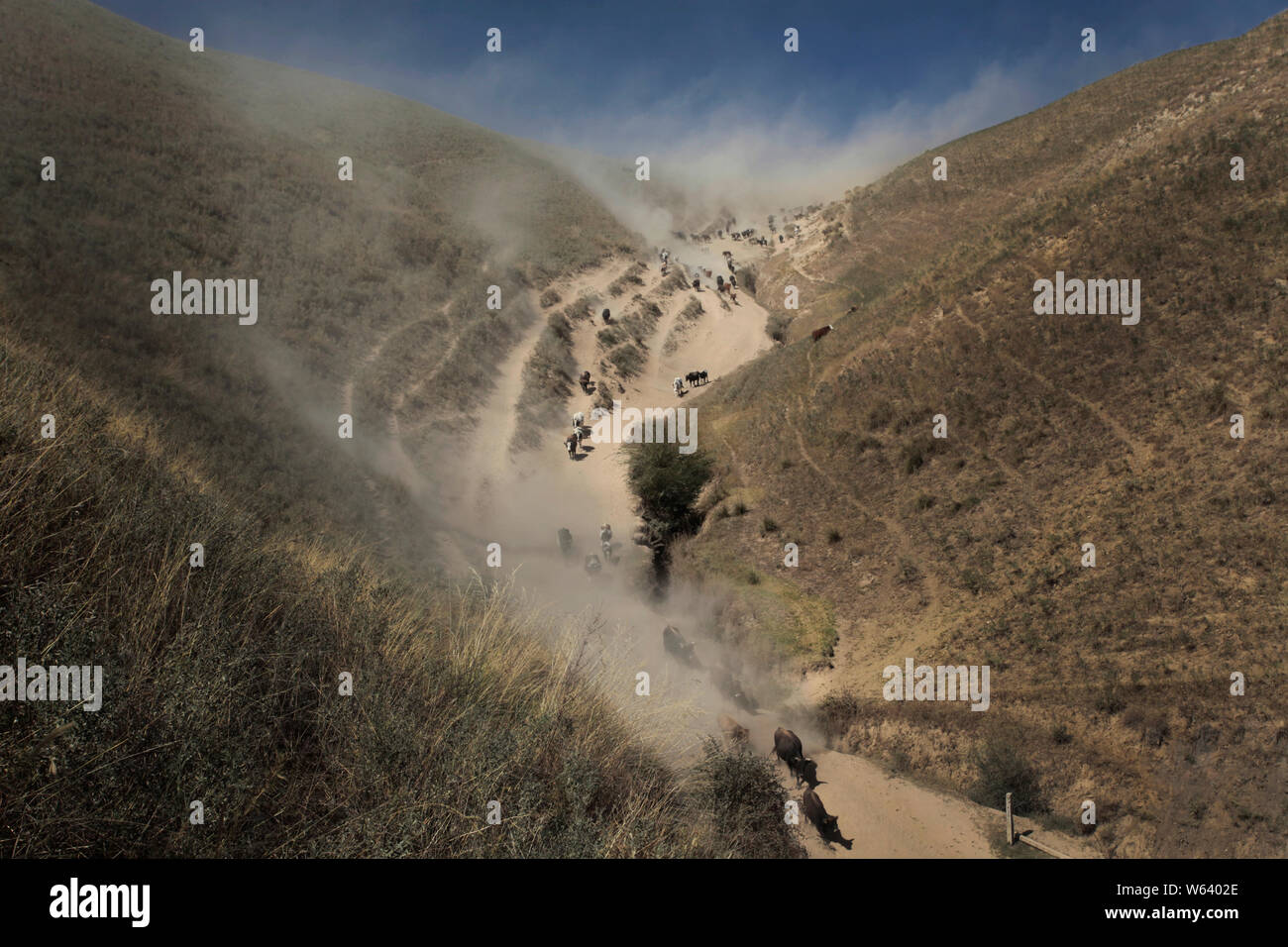 A large herd of sheep and cattle move to an autumn pasture during a ...