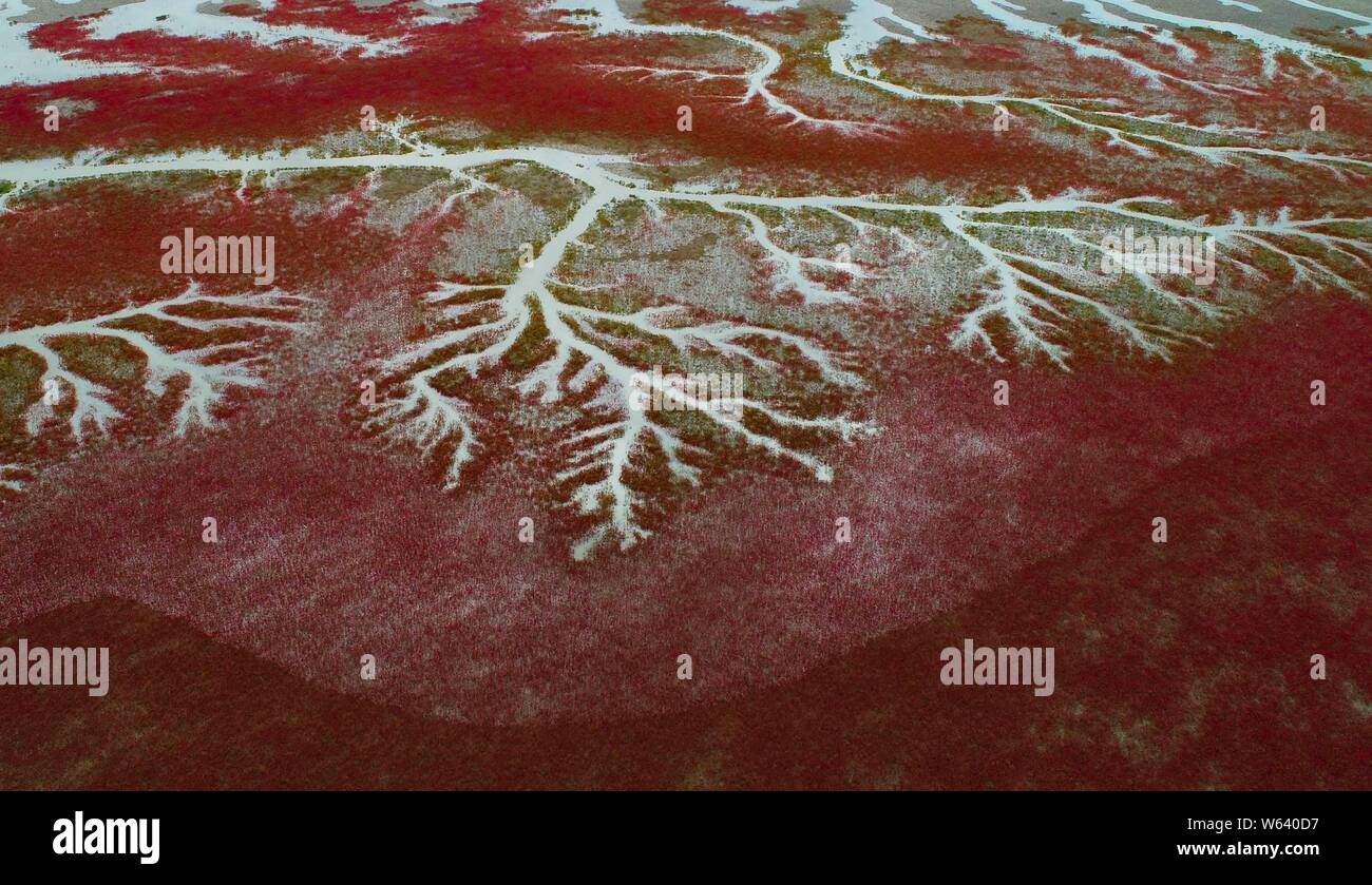 Aerial view of the Red Beach or Liaohekou Honghaitan National Marine ...