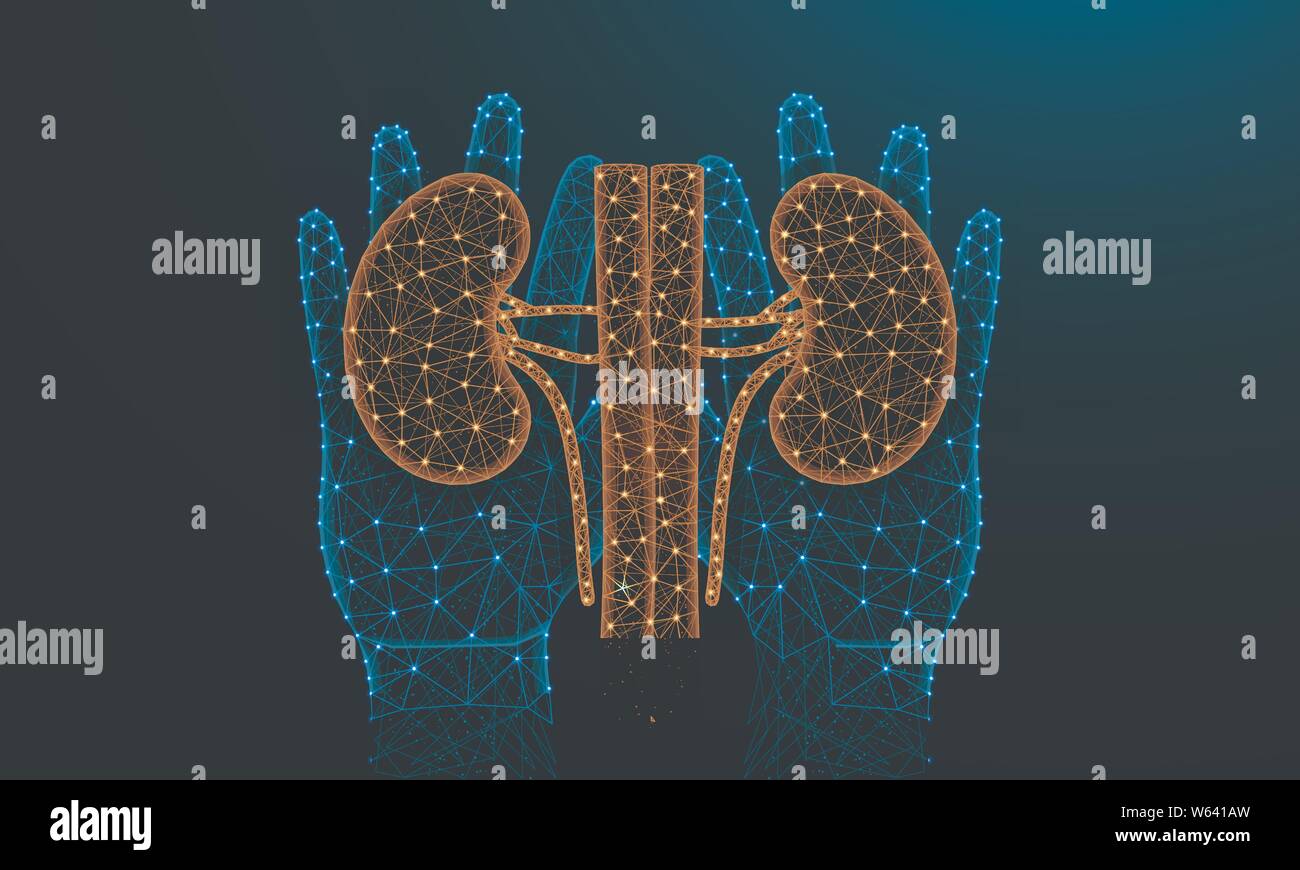 Hands and kidneys low poly design, human organ in polygonal style ...