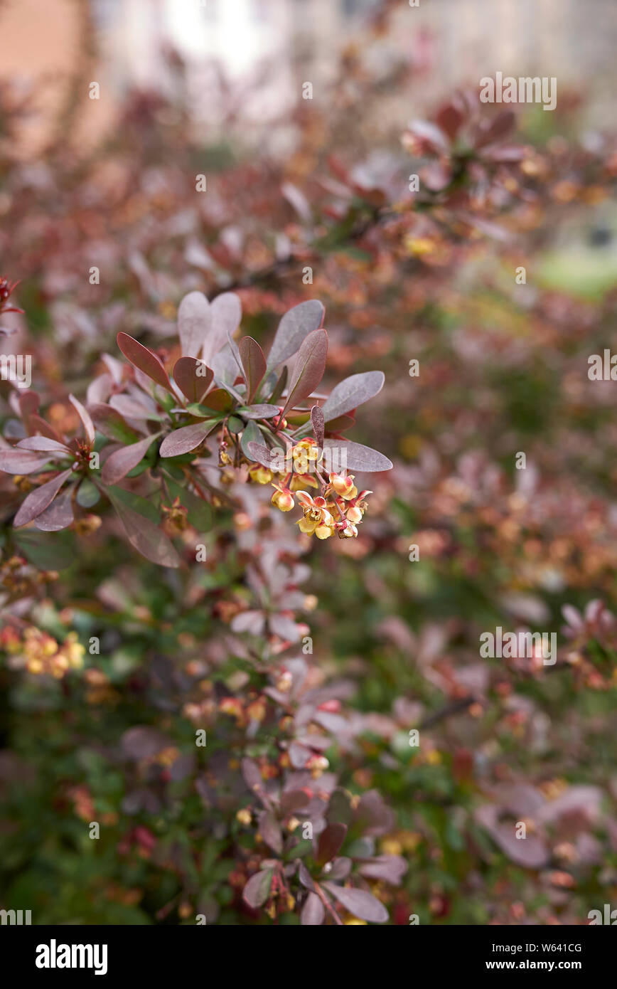 red foliage of Berberis thunbergii atropurpurea shrub Stock Photo - Alamy