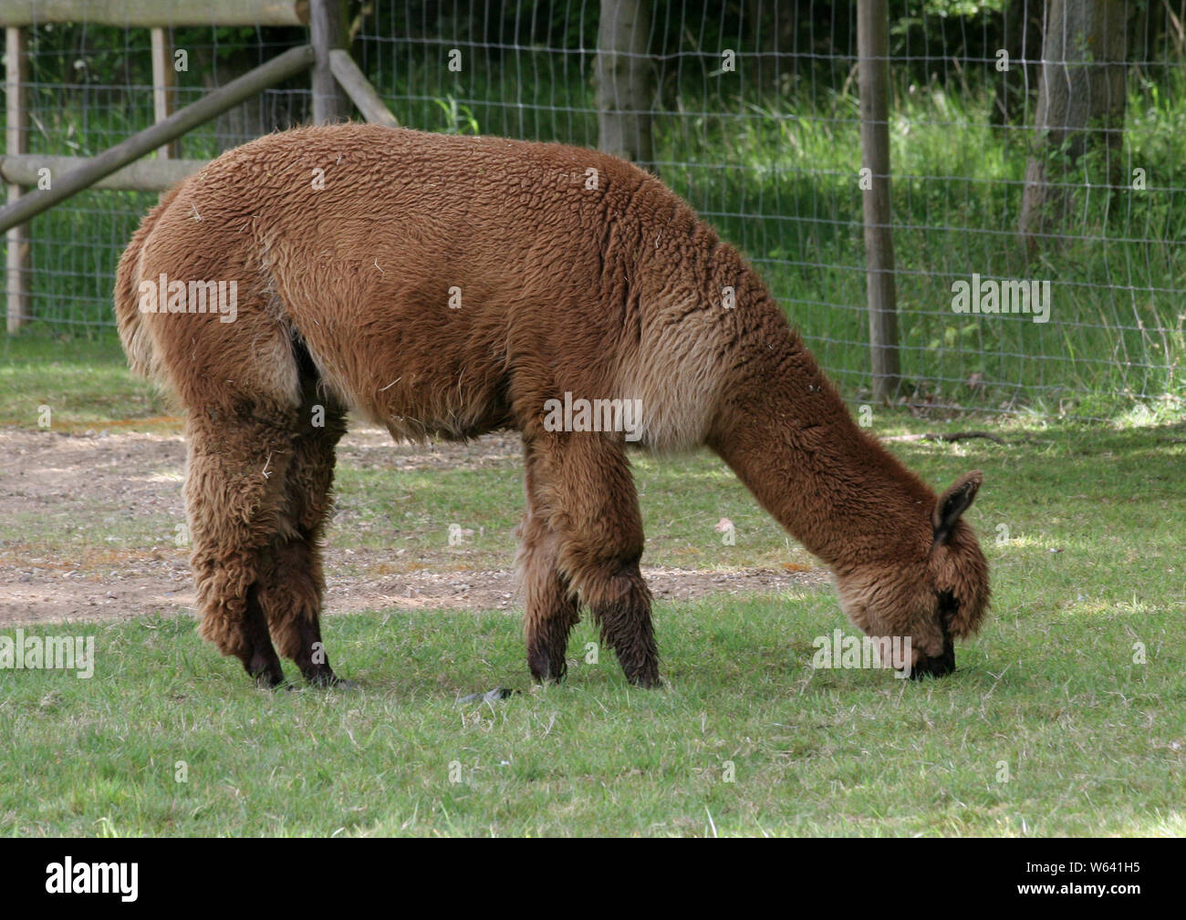 Alpaca fiber hi-res stock photography and images - Alamy