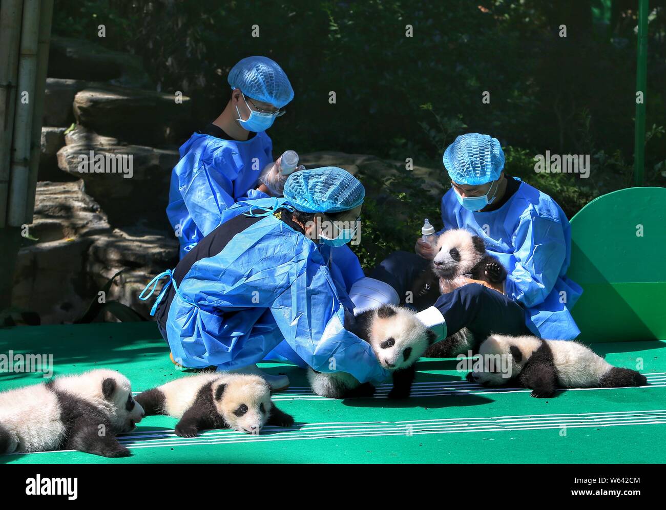 Chinese panda keepers display giant panda cubs born in 2018 during a public event at the Chengdu ...