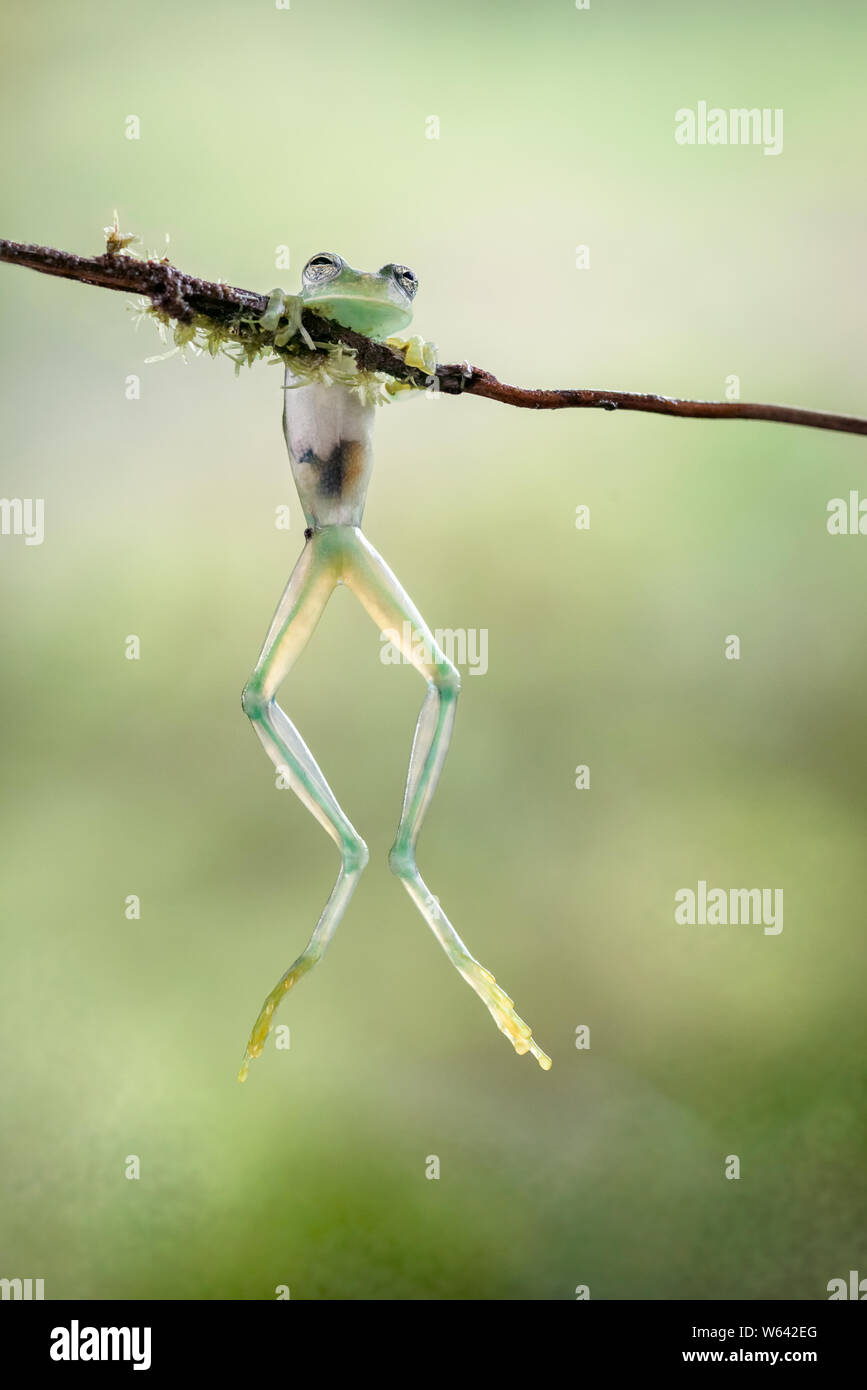 A wild Glass Frog hanging from a twig by his front legs Stock Photo - Alamy