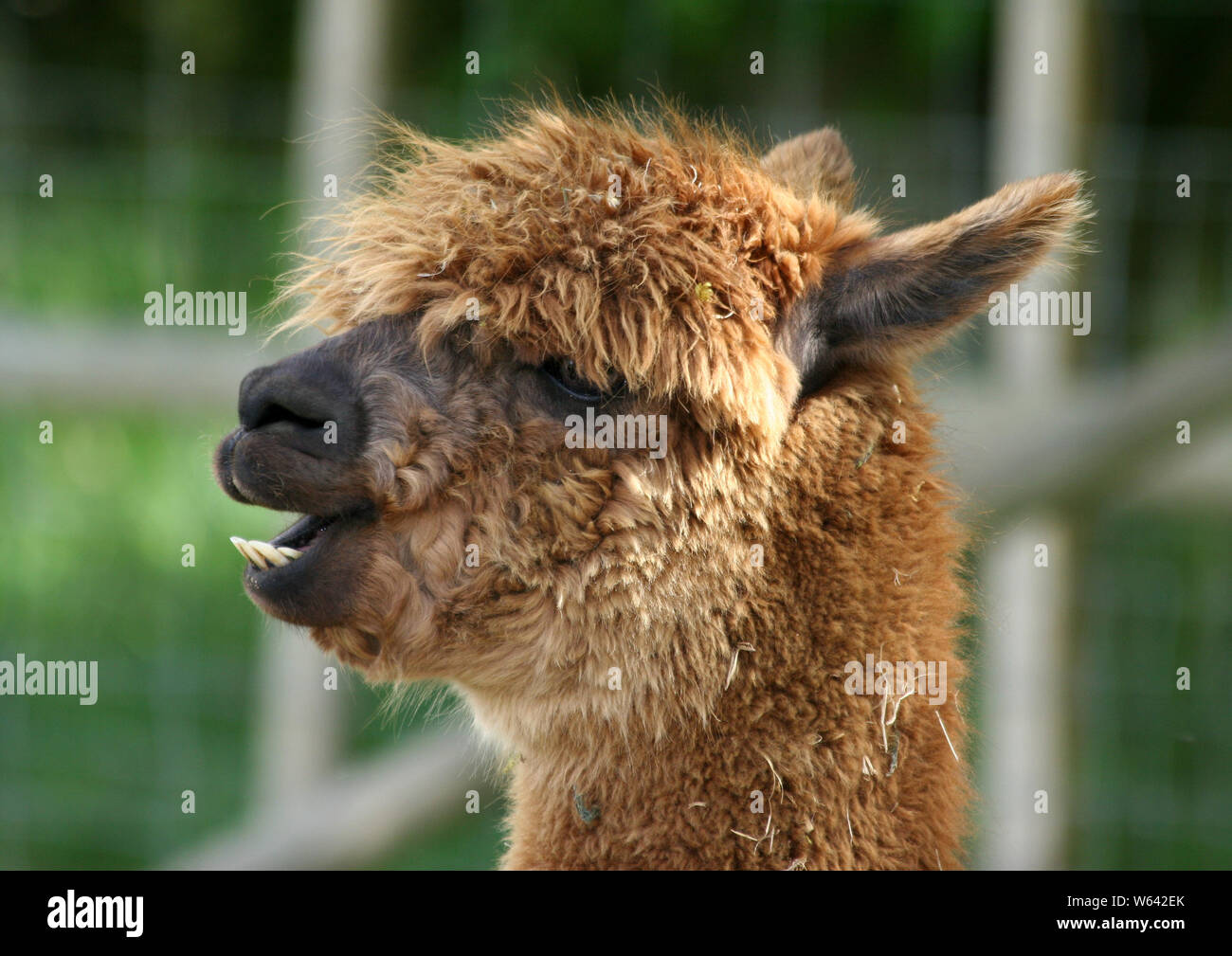 Head shot of a fluffy brown domesticated Alpaca, side view, close up ...