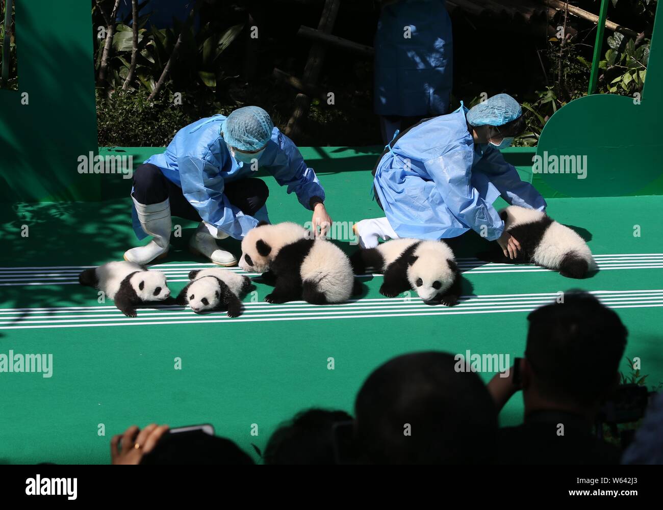 Chinese panda keepers display giant panda cubs born in 2018 during a ...