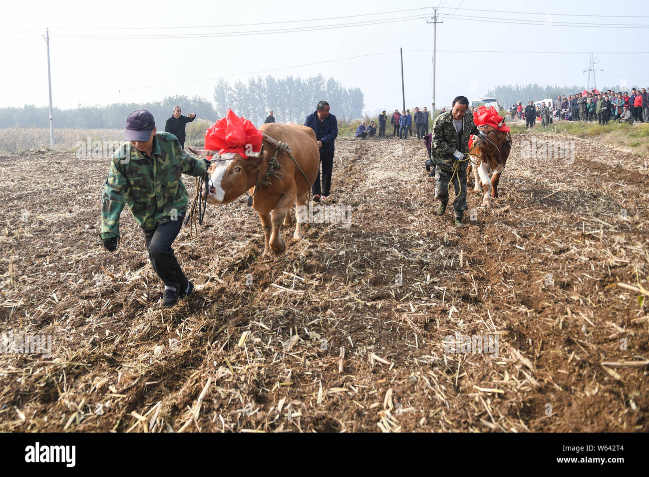 Chinese farmers drive yellow cattle to plow the field in the farmland ...