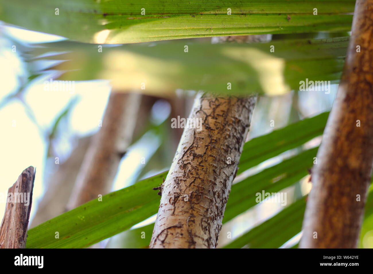 this is a normal tree in the middle of some palm trees Stock Photo - Alamy