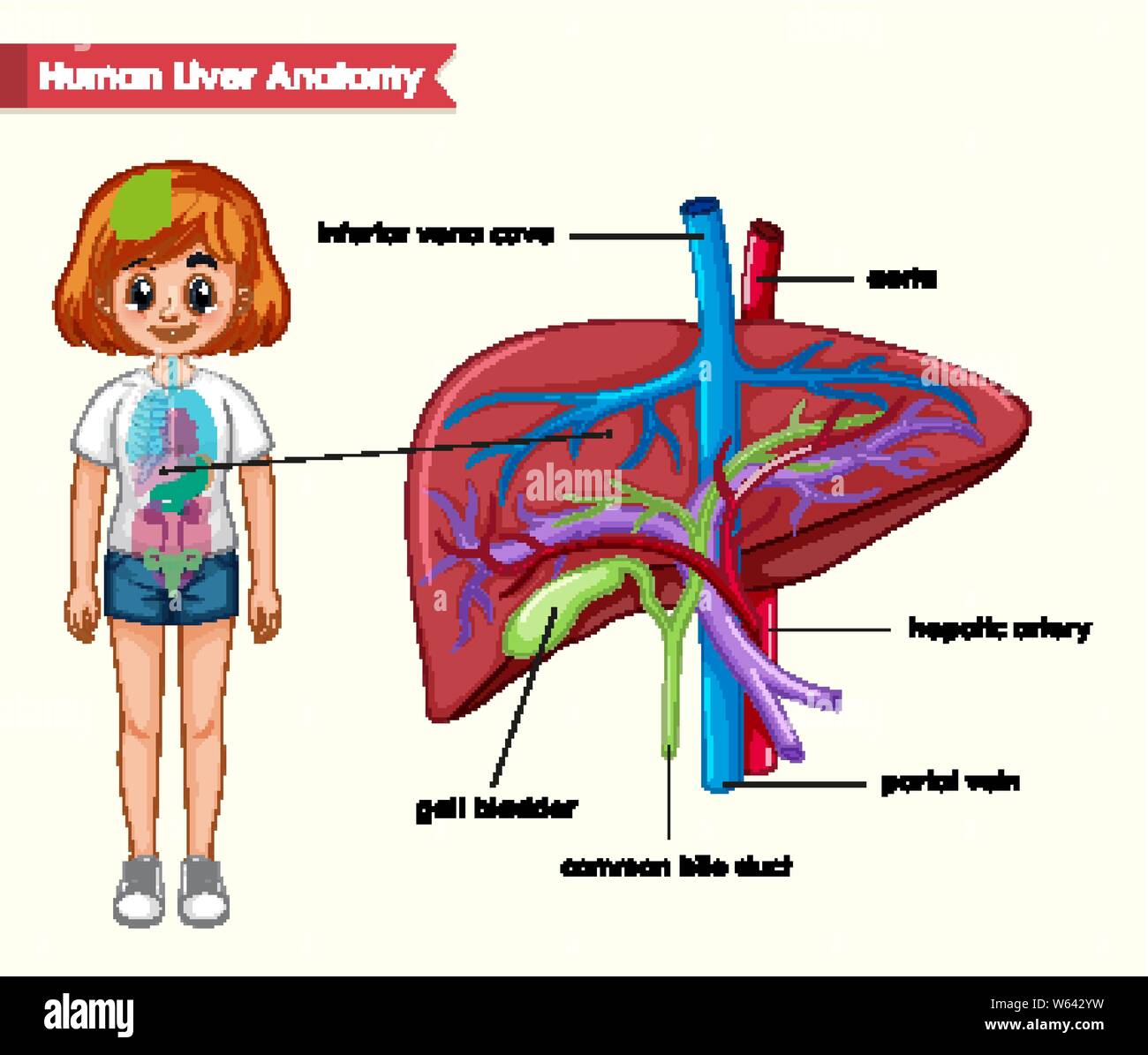 Scientific medical illustration of liver anatomy illustration Stock ...