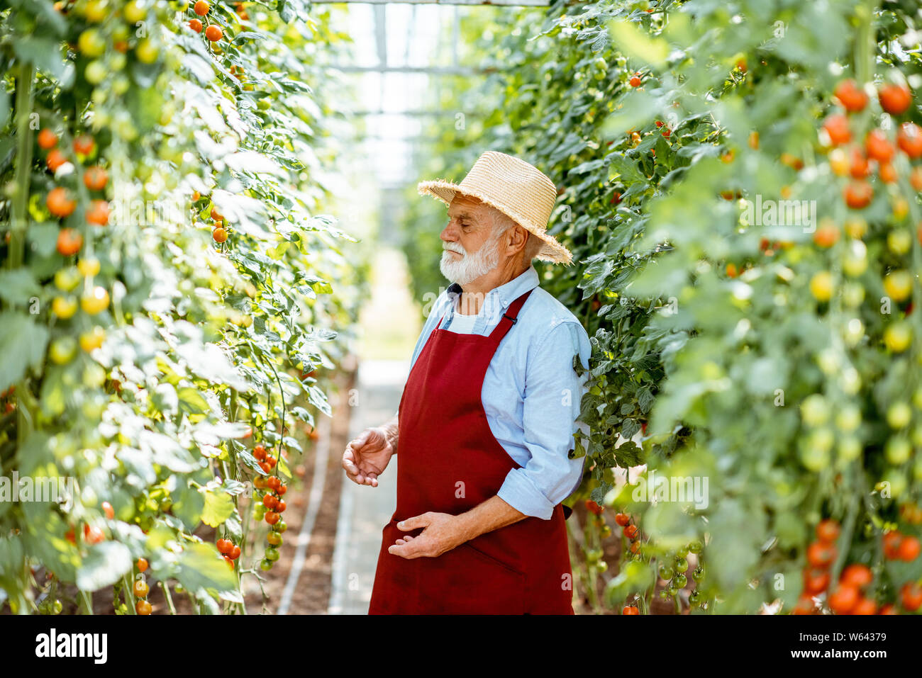 Handsome well-dressed senior man growing cherry tomatoes in a well ...