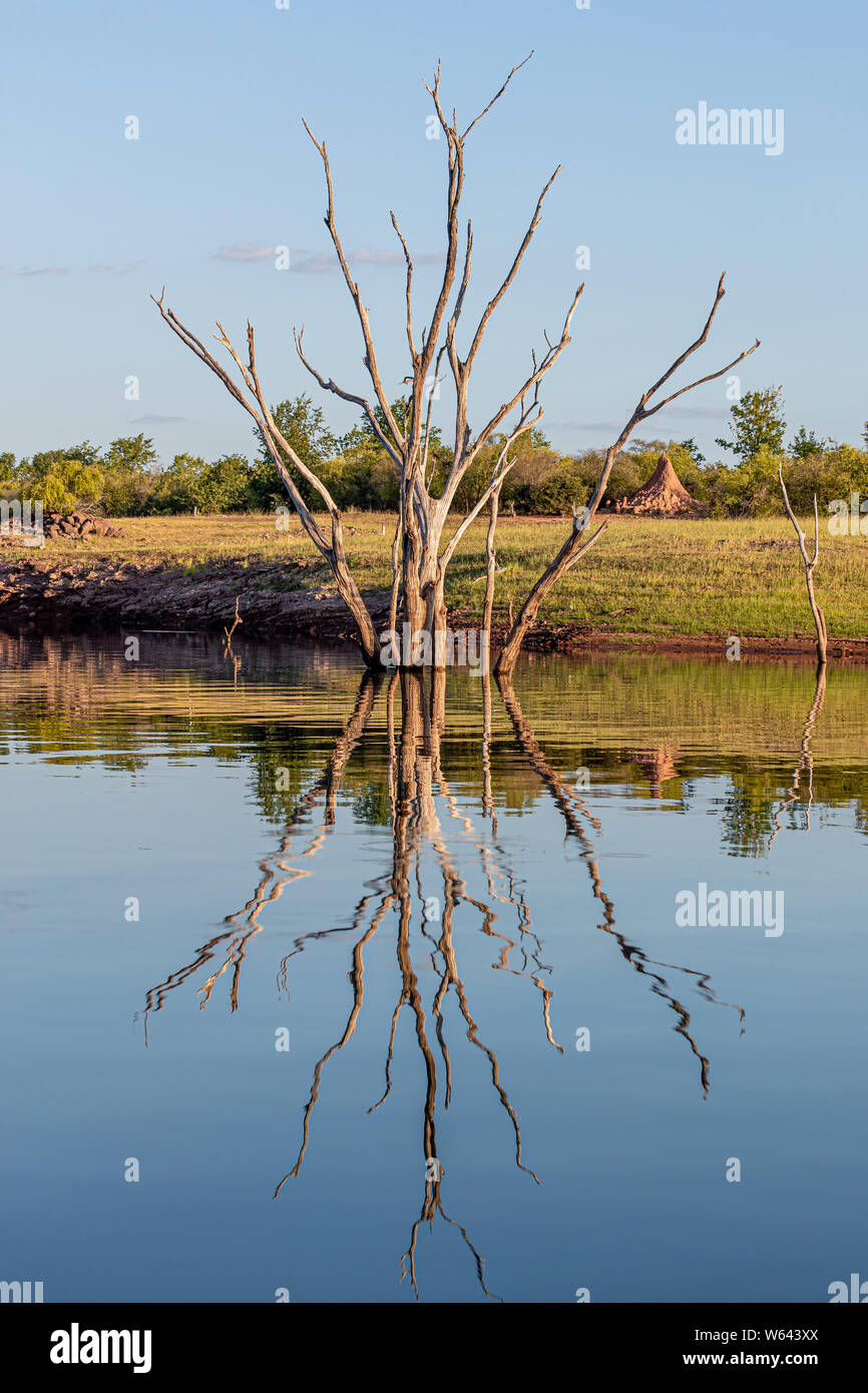 Mopani tree hi-res stock photography and images - Alamy