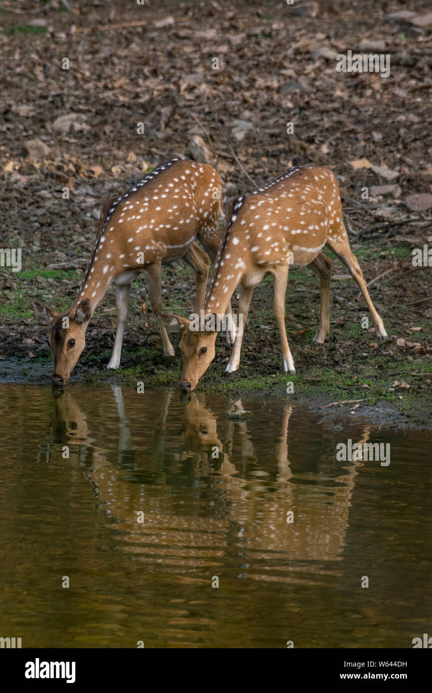Australian barking owl hi-res stock photography and images - Alamy