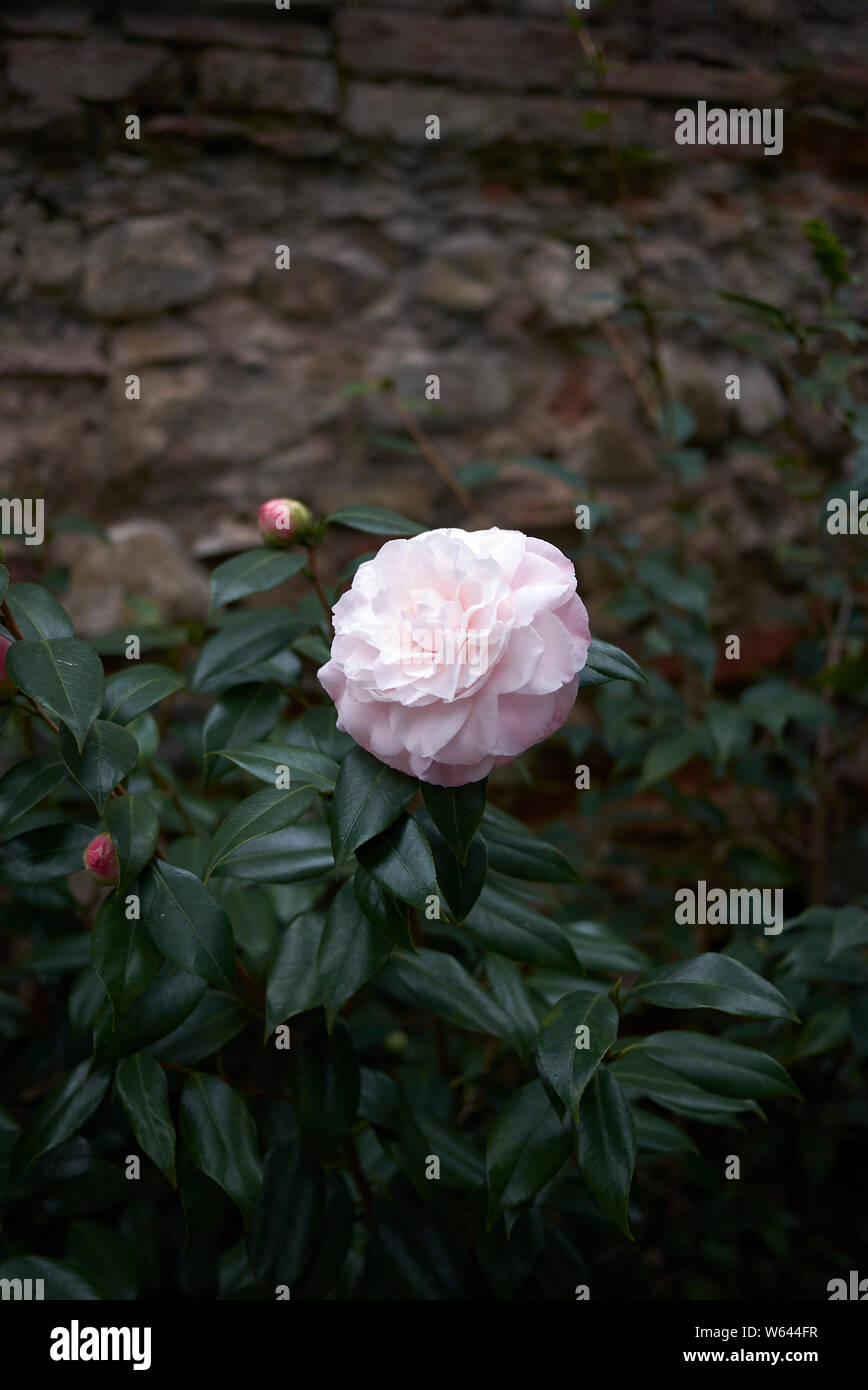colorful flower of Camellia japonica shrub Stock Photo - Alamy