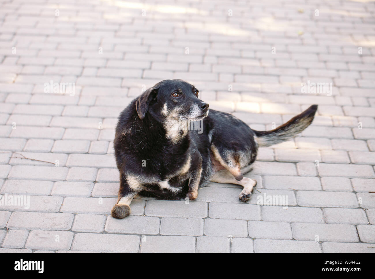Crippled dog without three legs lying on the road Stock Photo - Alamy