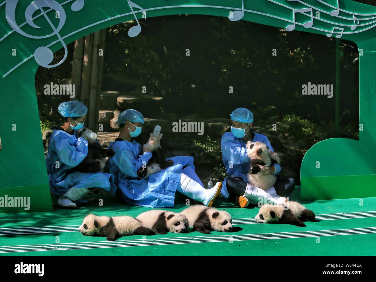 Chinese panda keepers display giant panda cubs born in 2018 during a ...