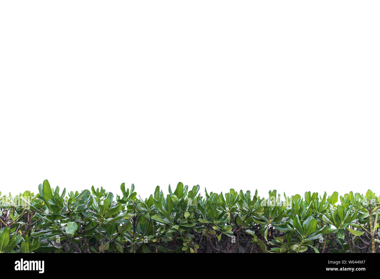 Bush White Background