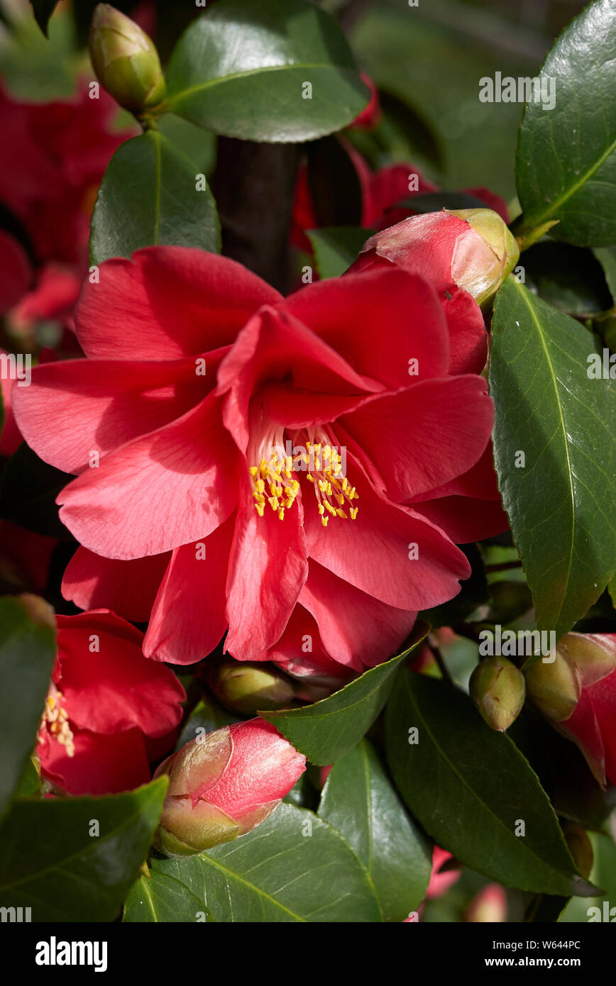 colorful flower of Camellia japonica shrub Stock Photo - Alamy