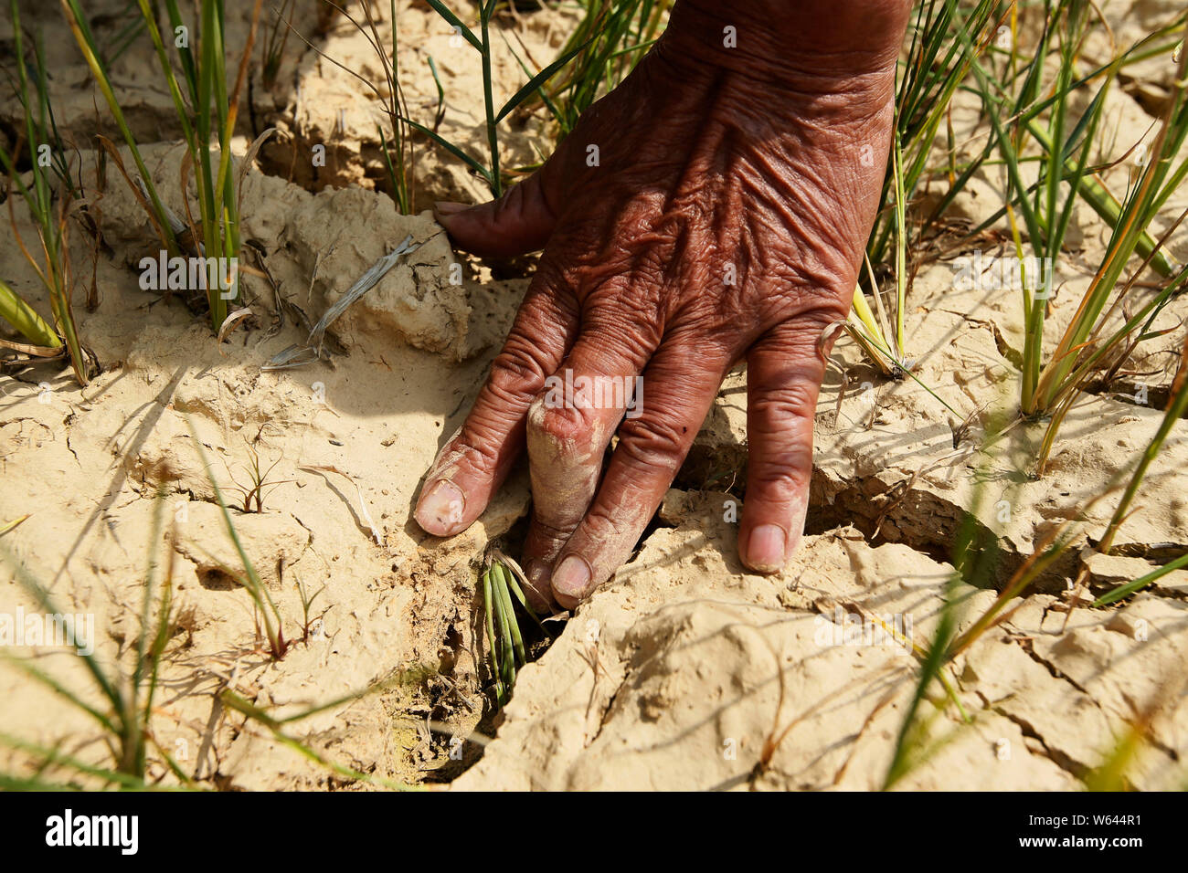 Dried up rice paddy hi-res stock photography and images - Alamy