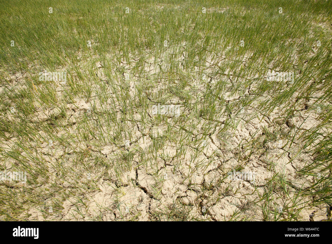 Dried up rice paddy hi-res stock photography and images - Alamy