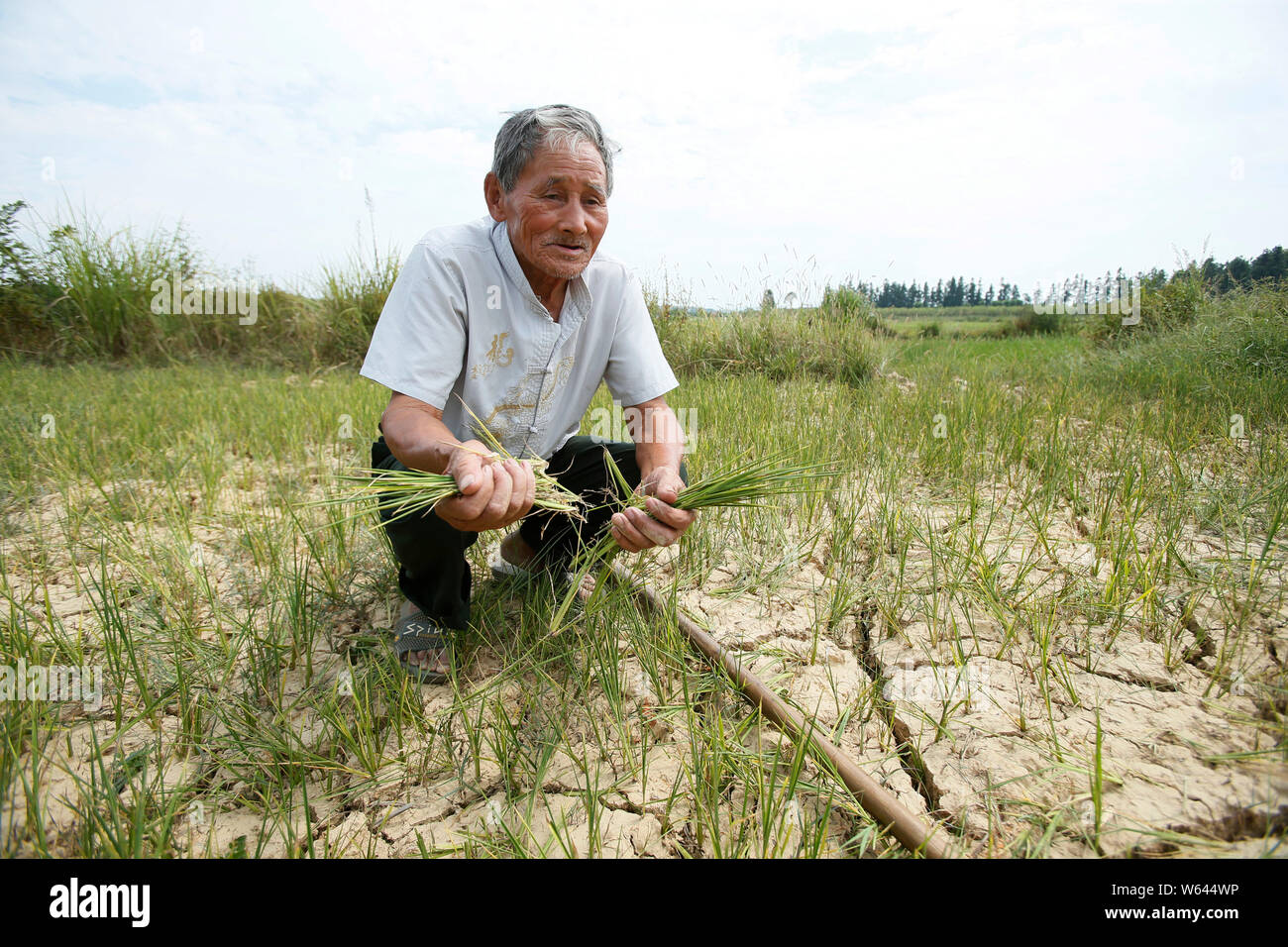 A Chinese farmer shows his nearly dried-up rice field during a drought ...