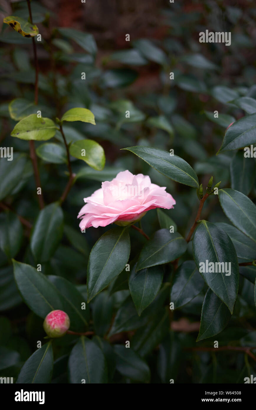 colorful flower of Camellia japonica shrub Stock Photo - Alamy