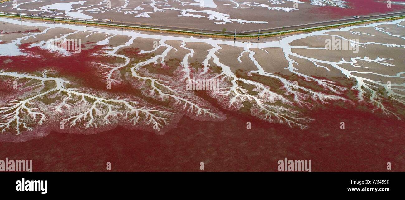 Aerial view of the Red Beach or Liaohekou Honghaitan National Marine ...