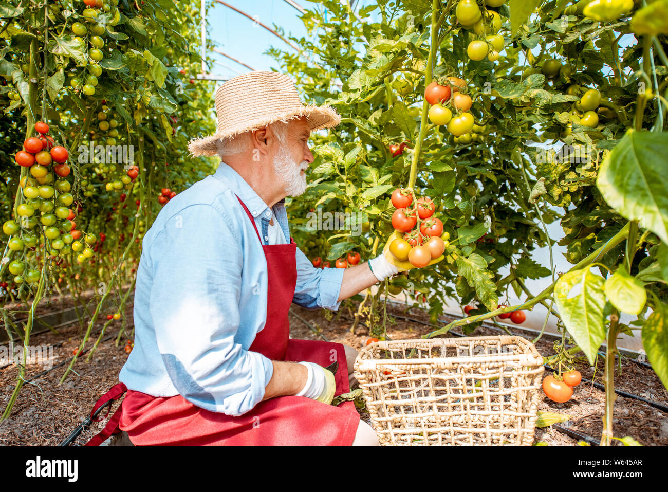 Senior man collecting tomato harvest in the hothouse of a small ...