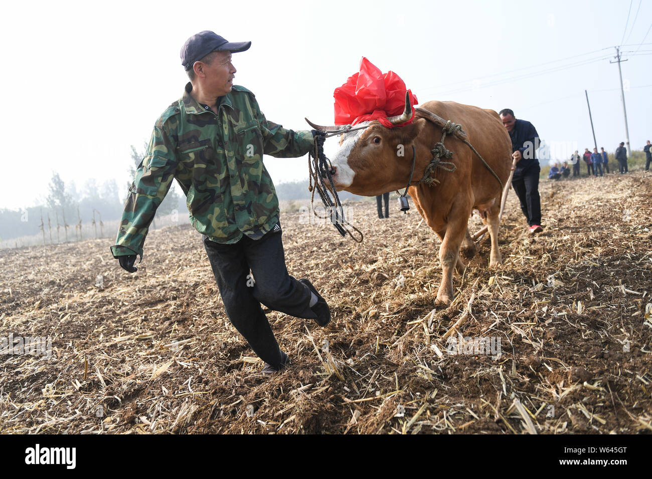 Chinese farmers drive yellow cattle to plow the field in the farmland ...