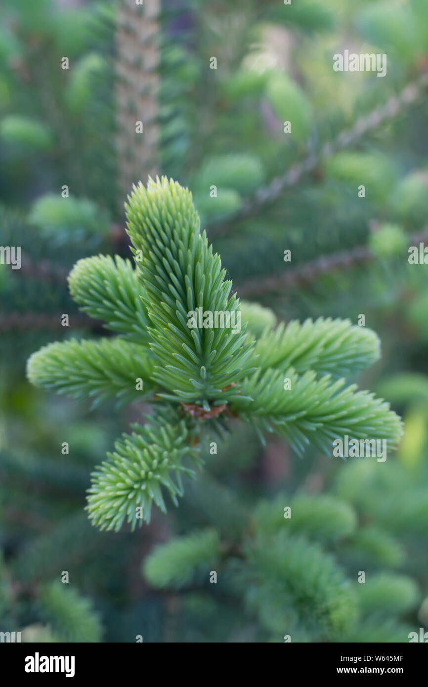 Young spruce tree green Stock Photo - Alamy
