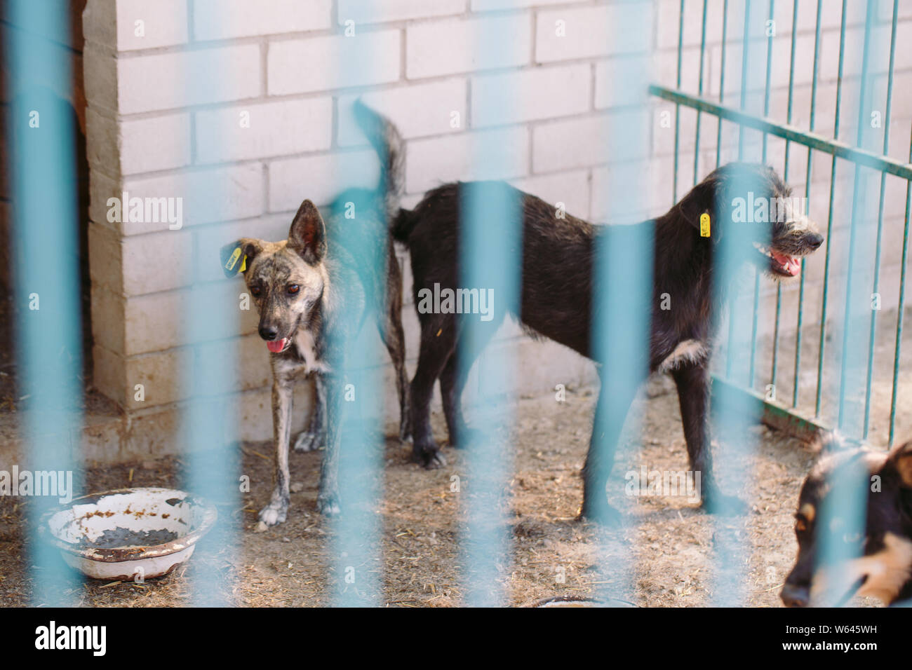 Sad homeless dogs hi-res stock photography and images - Alamy