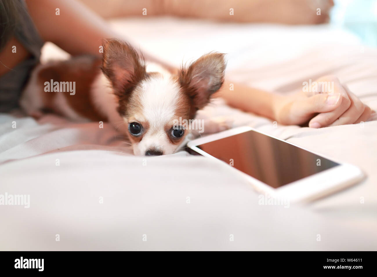 cute puppy dog with cell phone Stock Photo - Alamy