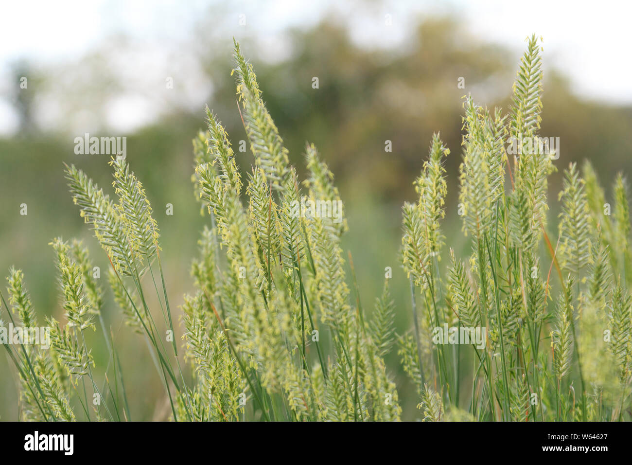 The Green field grass as a background Stock Photo - Alamy