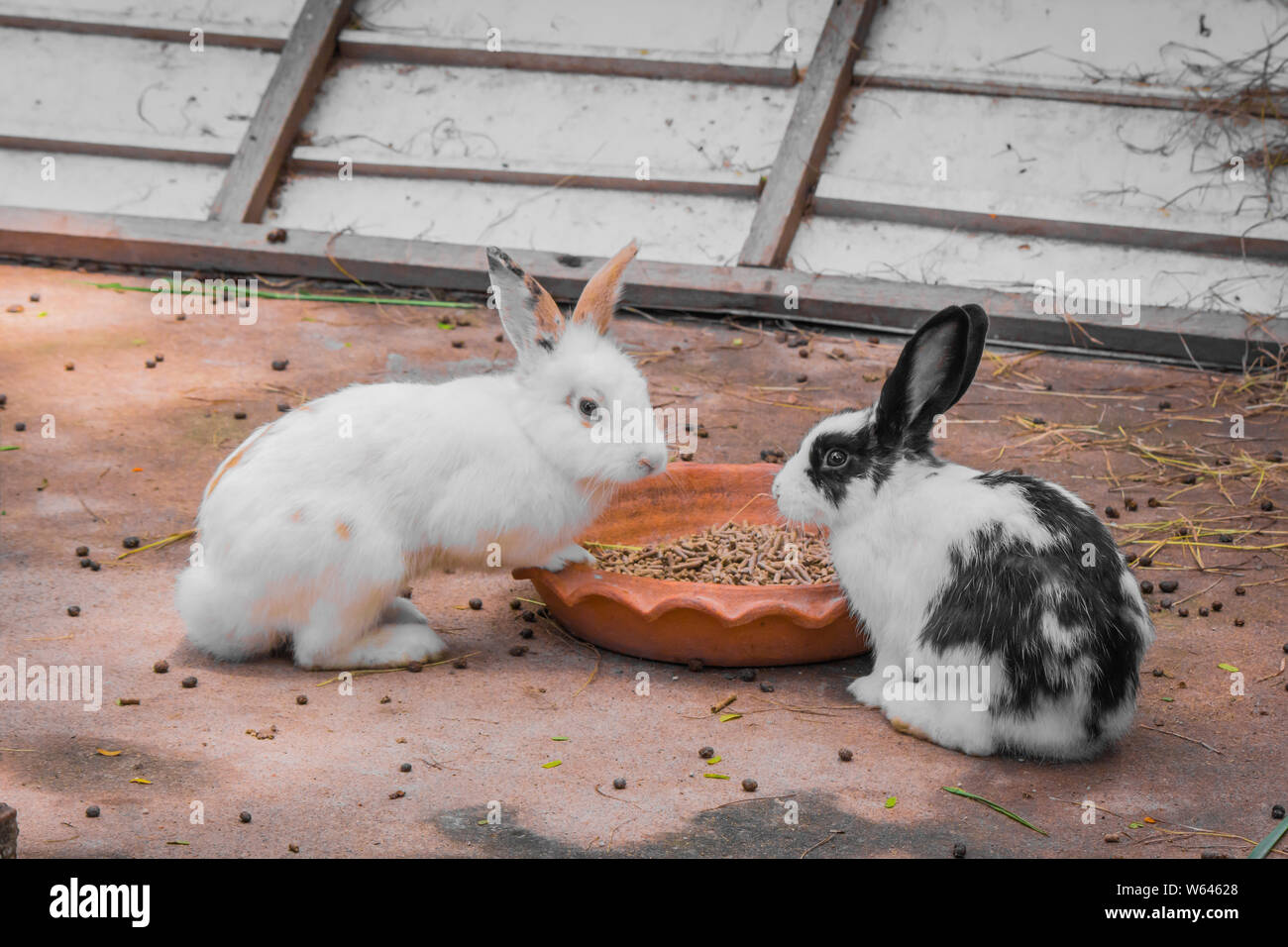 Rabbits are eaten the food in orange tray Stock Photo - Alamy