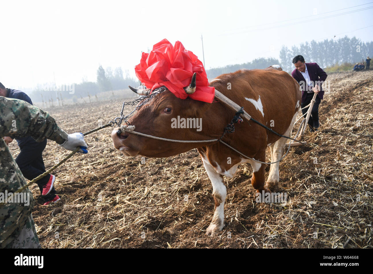 Chinese farmers drive yellow cattle to plow the field in the farmland ...