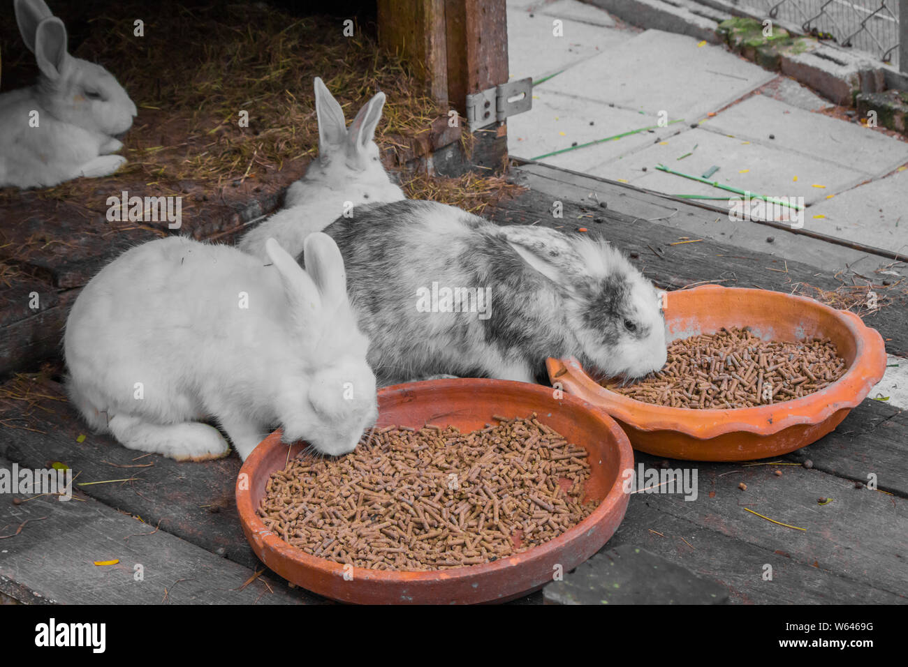 Rabbits are eaten the food in orange tray Stock Photo - Alamy