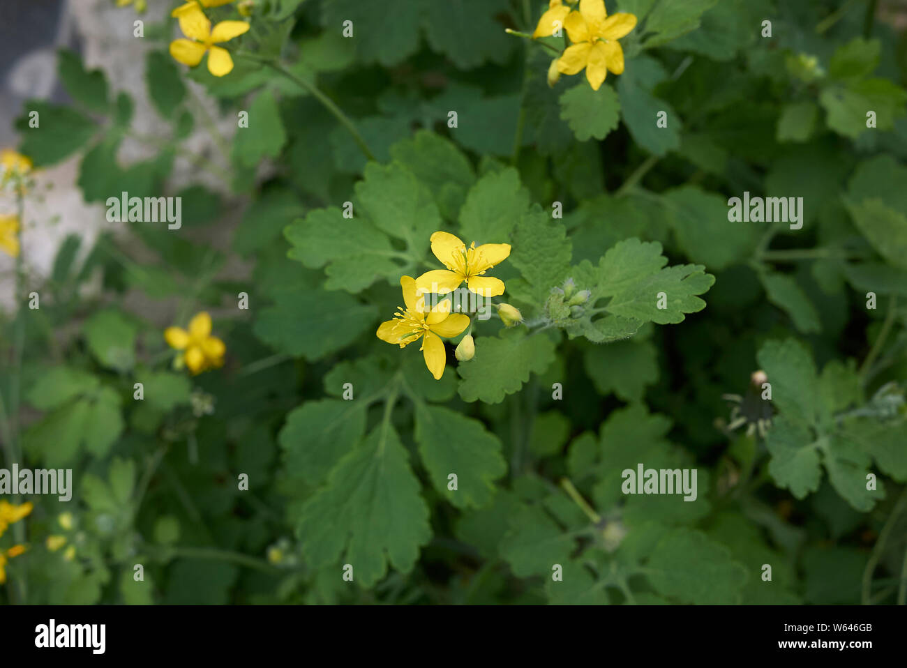 Chelidonium majus plant close up Stock Photo - Alamy