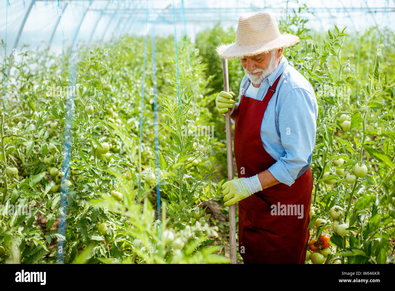 Senior man cultivating land with working tool on the tomato plantation ...