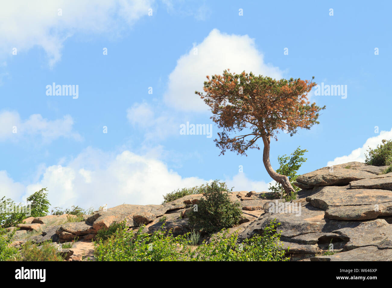 crooked tree growing on the stone mountain Stock Photo - Alamy