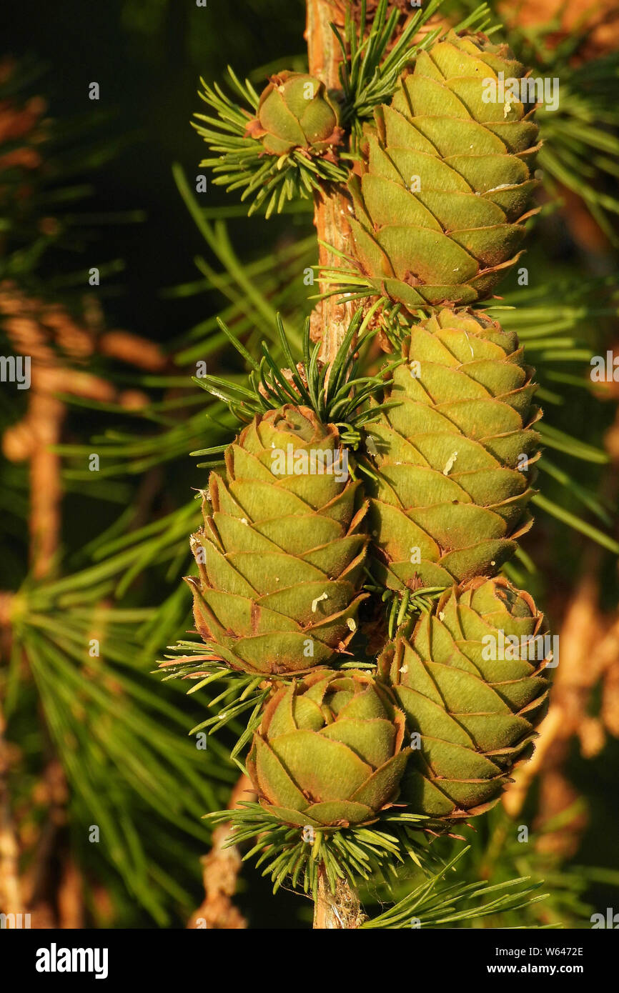 Green ovulate cones of larch tree in spring, beginning of June Stock ...