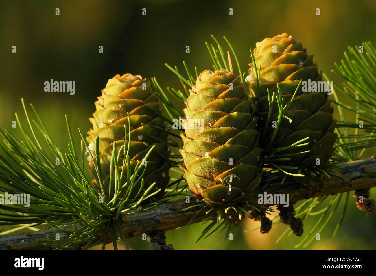 Green ovulate cones of larch tree in spring, beginning of June Stock ...