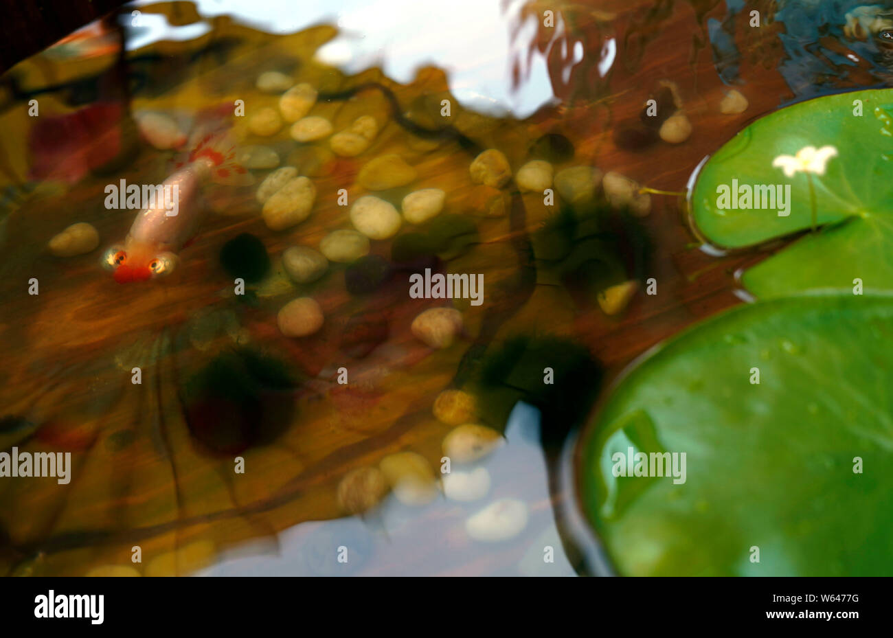 Beijing, China. 30th July, 2019. A goldfish is on display at the Palace ...
