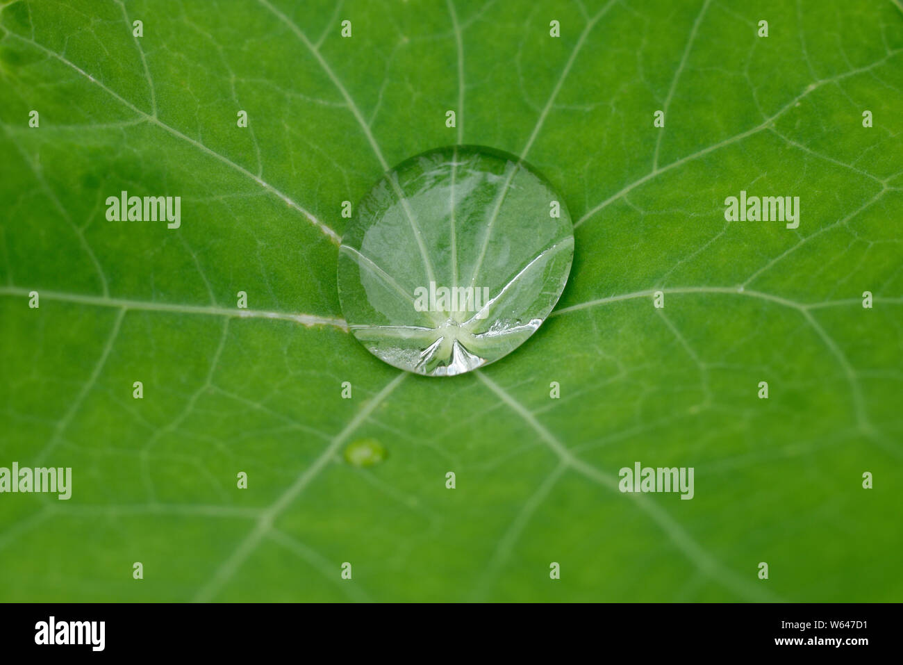 Cohesion and surface tension hi-res stock photography and images - Alamy