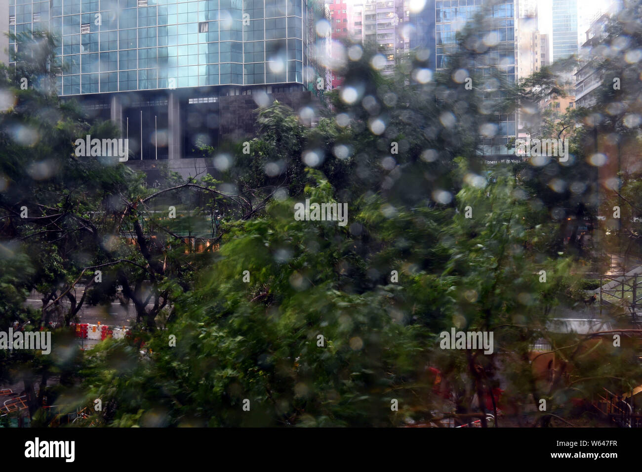 Trees are uprooted by strong wind caused by Typhoon Mangkhut, the 22nd ...