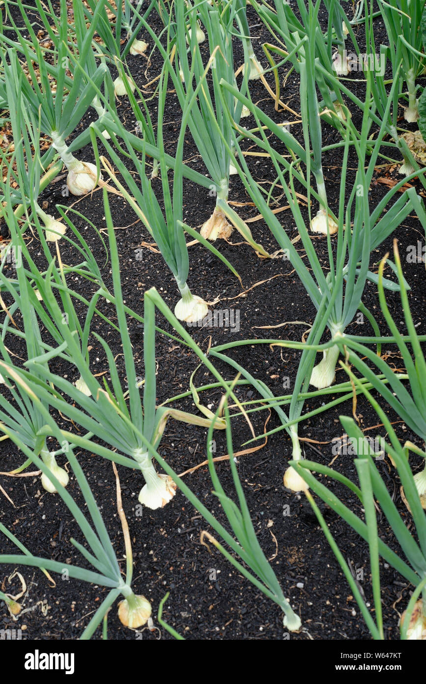 A large group of onions growing in a plot Stock Photo - Alamy