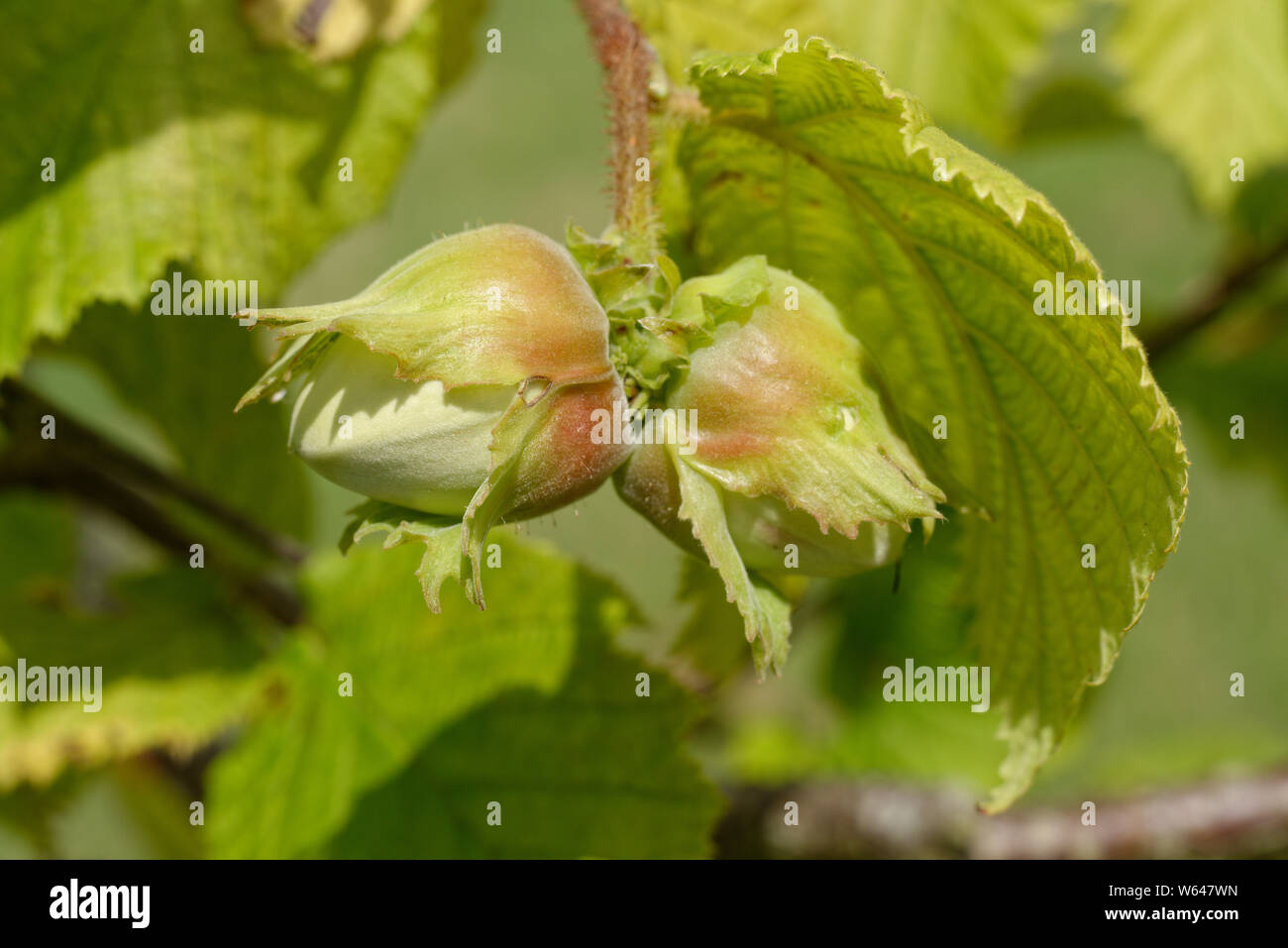Kentish cobnuts growing on a tree Stock Photo - Alamy